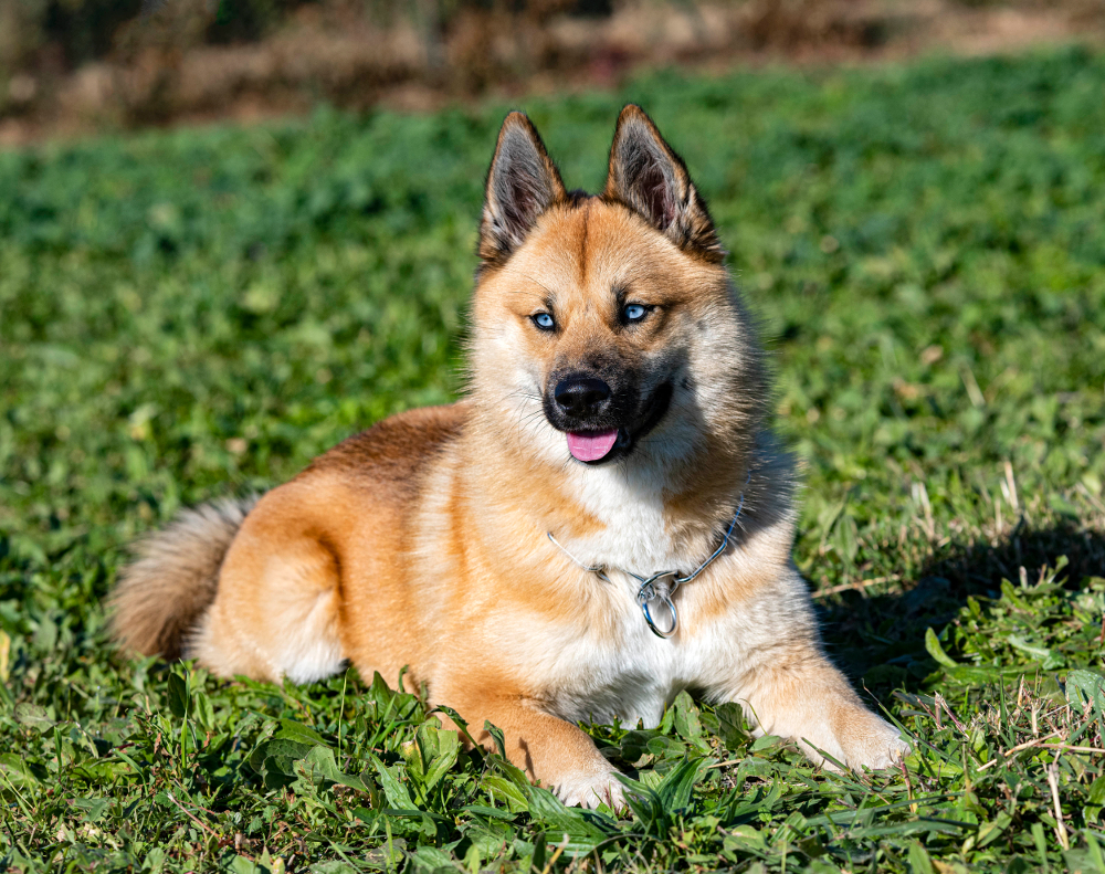Chien Pomsky : tout savoir sur le husky nain (prix, entretien …)