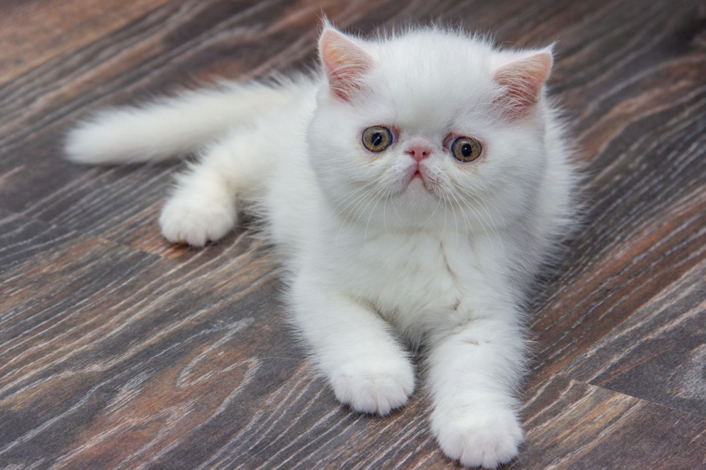 Chat Exotic Shorthair : origines, caractère et santé de ce chaton