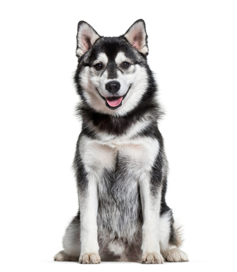 Chien Pomsky : tout savoir sur le husky nain (prix, entretien …)